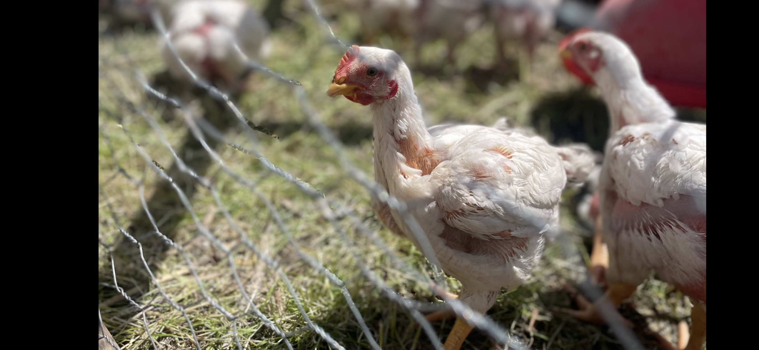 Why Choose North Star Pastures Chicken? - North Star Pastures